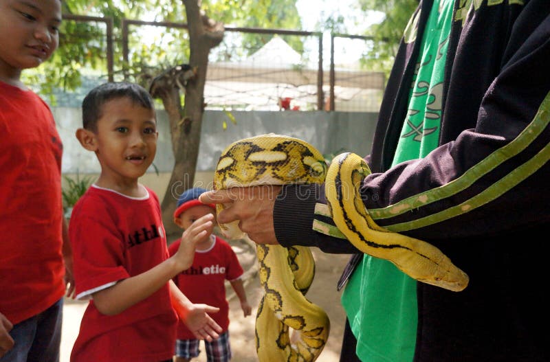 Snakes editorial photography. Image of indonesia, reptile - 62683292