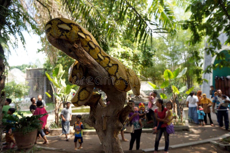 Snakes editorial photo. Image of solo, central, reptile - 62683421