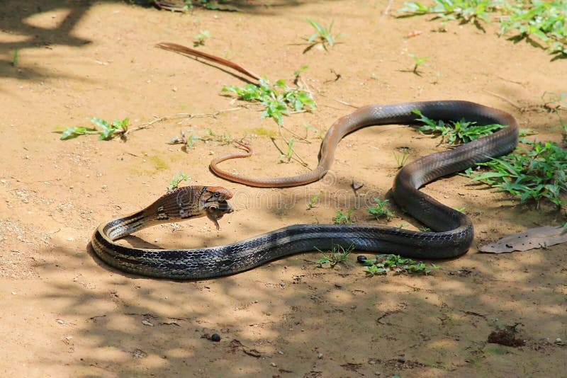 Snake eating rat stock photo. Image of closeup, rain - 154248310
