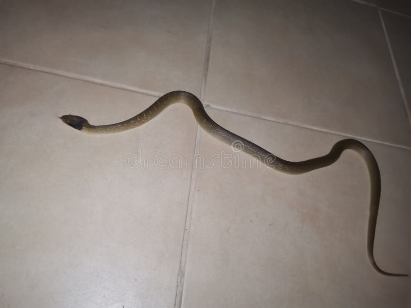 Snakes stock image. Image of hunting, inhouse, snakes - 255166707