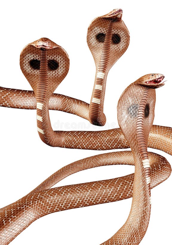 Intertwined Snakes Stock Illustrations – 304 Intertwined Snakes Stock ...