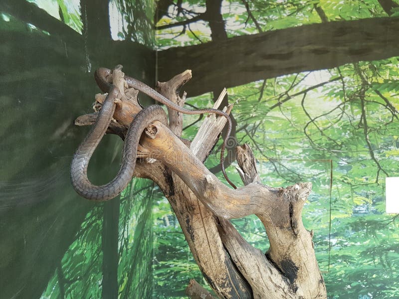 Snakes stock image. Image of kenya, trunk, forest, africa - 93218681