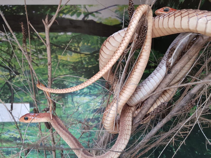 Snakes stock photo. Image of serpent, grass, wildlife - 93218714