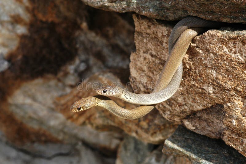 Snakes in love stock photo. Image of brown, nature, love - 37503412