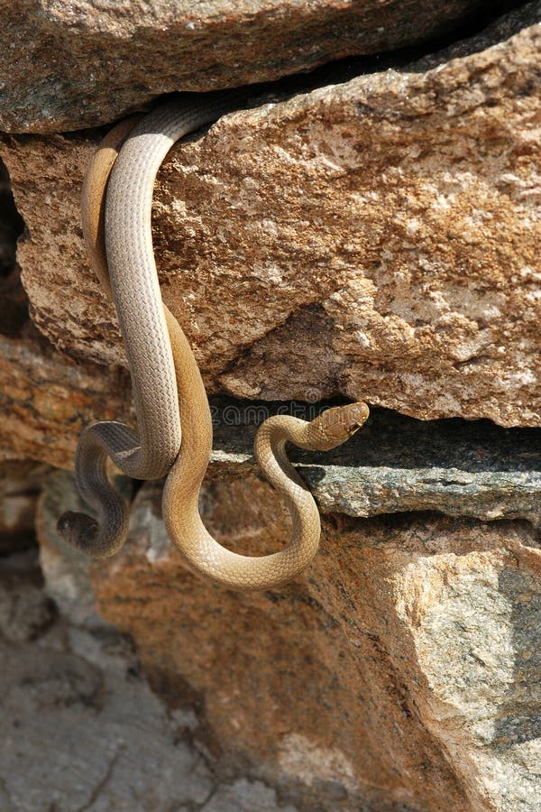 Snakes in love stock photo. Image of greece, serpent - 37503718