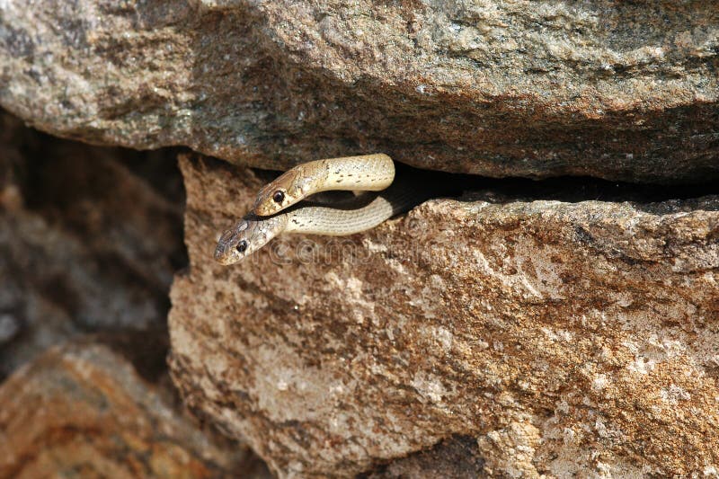 Snakes in love stock photo. Image of brown, nature, love - 37503412