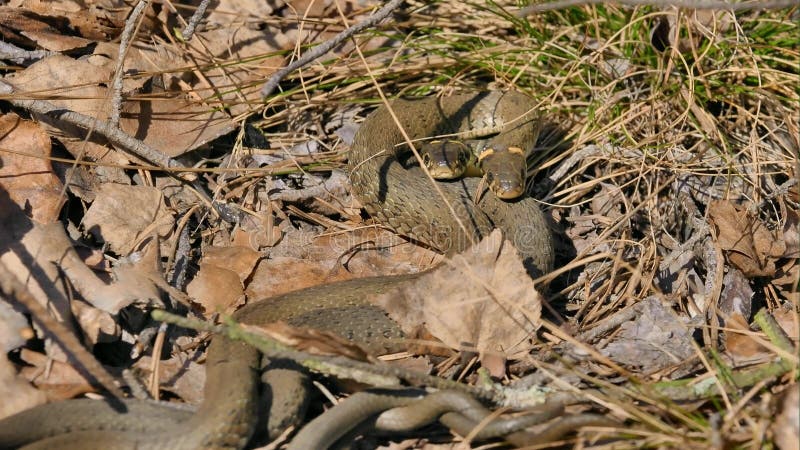 Snakes Mate in the Spring. these are Grass Snakes Stock Footage - Video ...