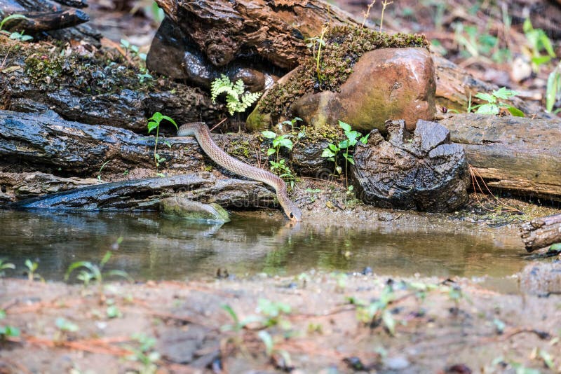 131 Flood Snake Stock Photos - Free & Royalty-Free Stock Photos from ...