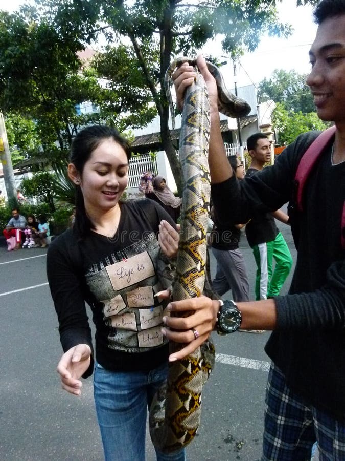 Snakes editorial photography. Image of indonesia, solo - 68204357