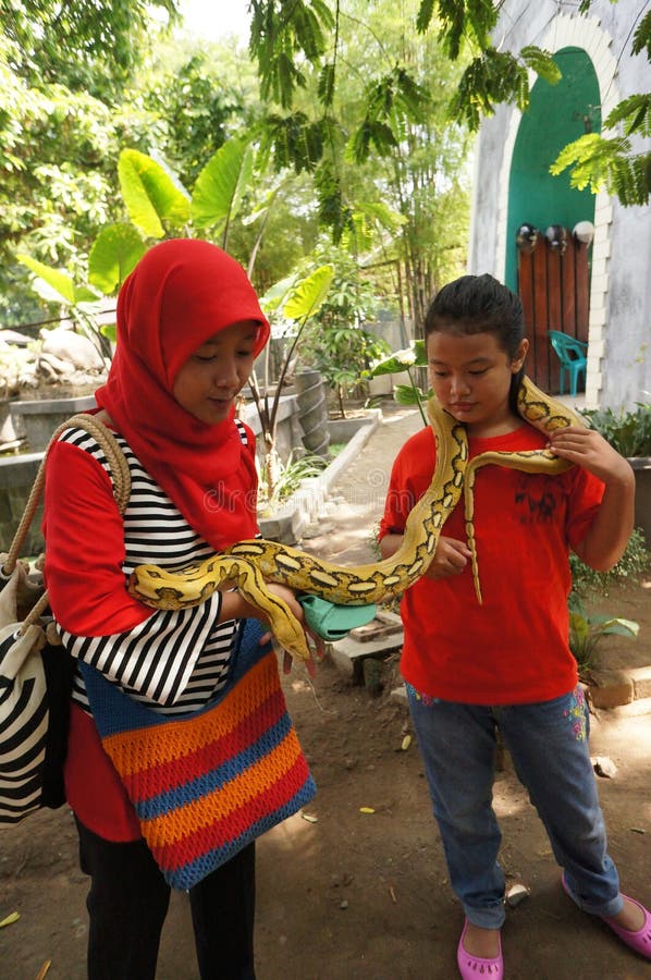 Snakes editorial photo. Image of interacting, java, snake - 62784056