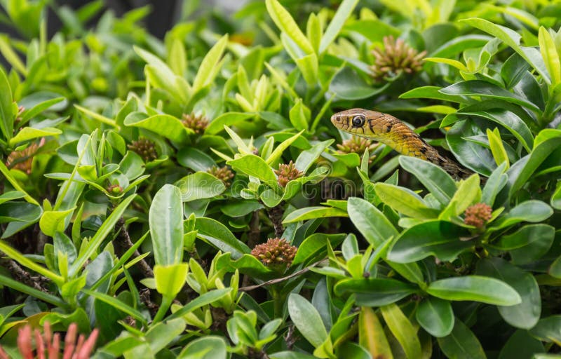 The Snake is among the Leaves Stock Image - Image of creature ...