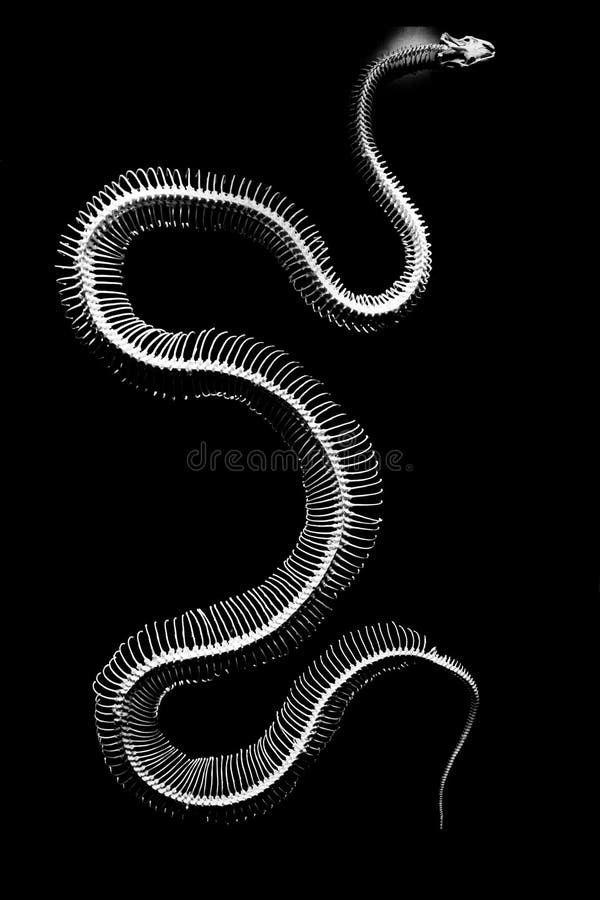 Snake X-ray stock image. Image of rattle, rattler, health - 1200755