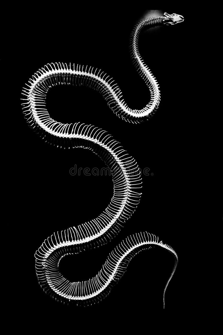 354 Snake Skeleton Stock Photos - Free & Royalty-Free Stock Photos from ...