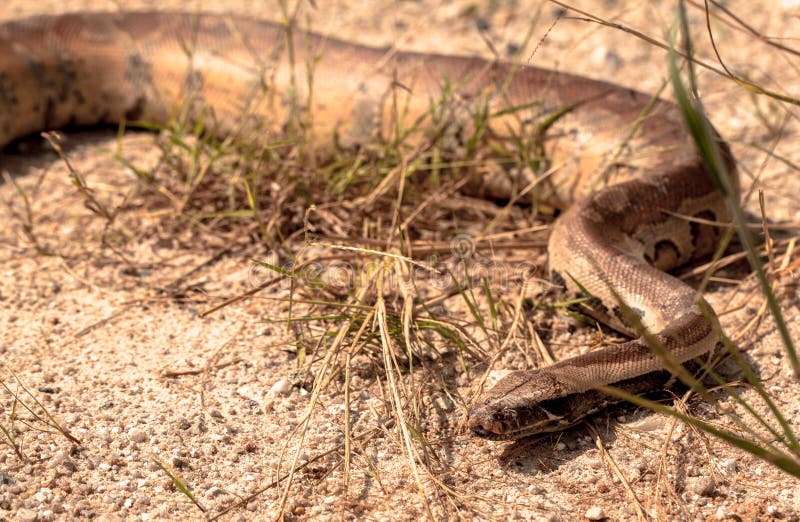 Snakes slither on ground stock photo. Image of kiera - 81538386