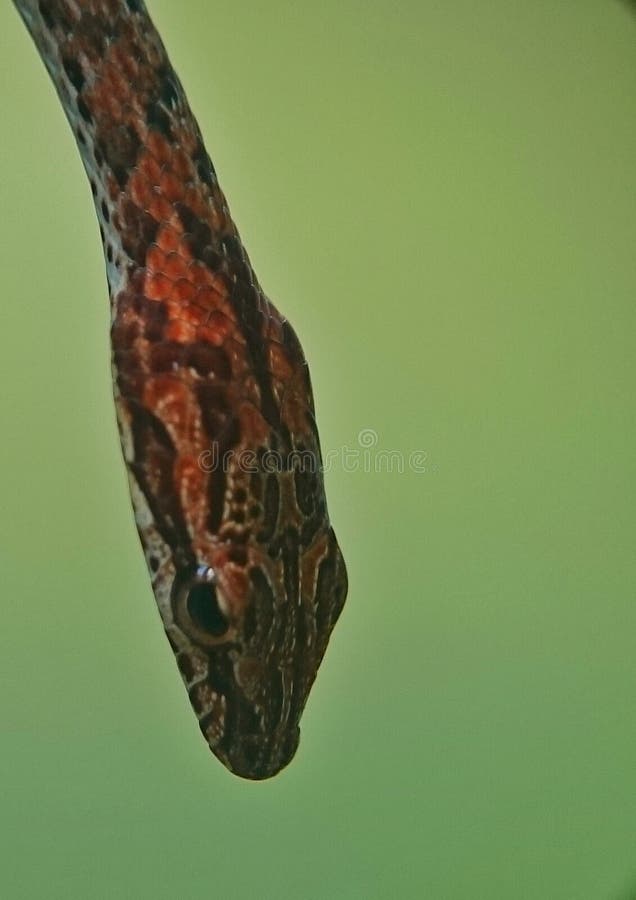 Snakes stock photo. Image of small, reptile, snakes, morning - 98971336