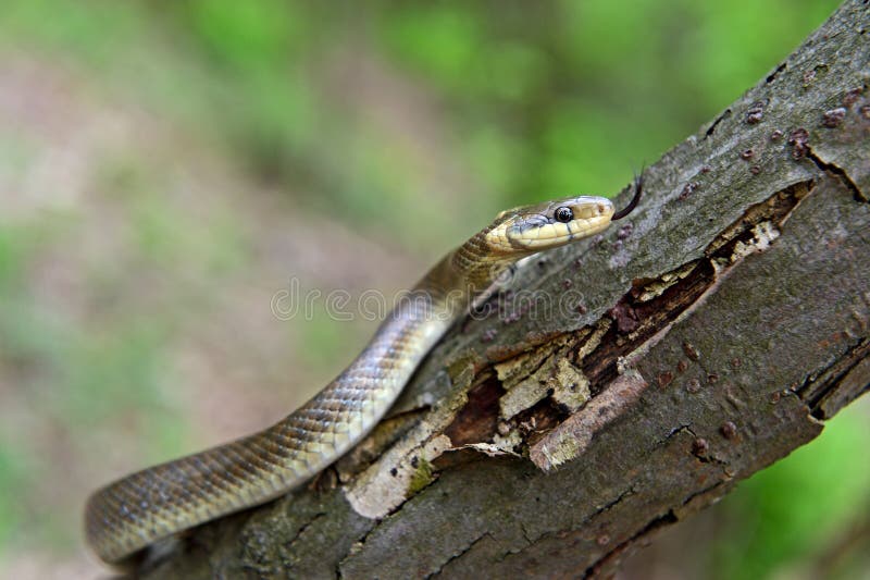 Smooth Snakes Entwine Tree Branch. Stock Image - Image of coronella ...