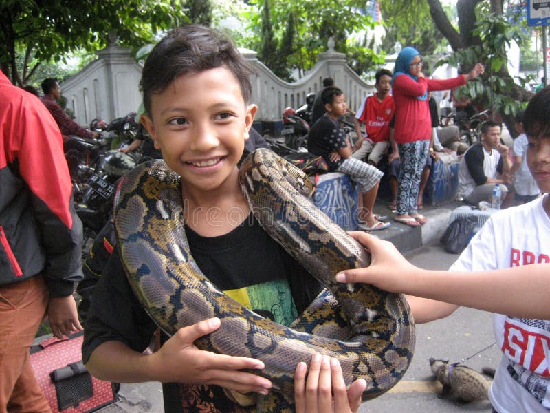 Snakes editorial photo. Image of lovers, java, central - 66683051