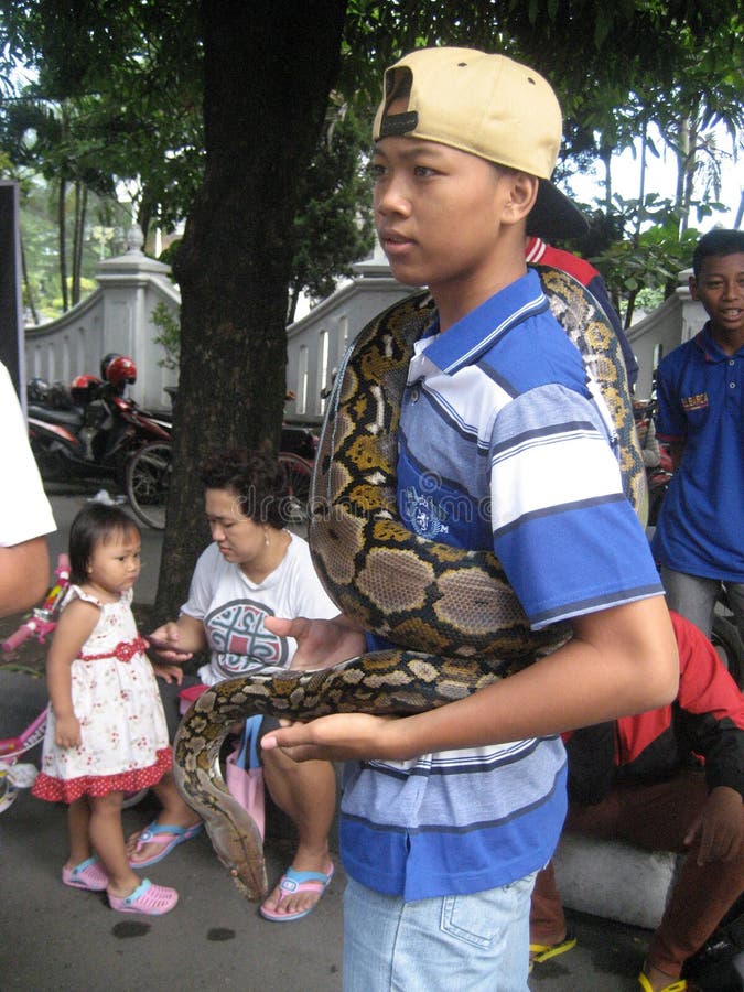 Snakes editorial image. Image of indonesia, public, space - 66683095