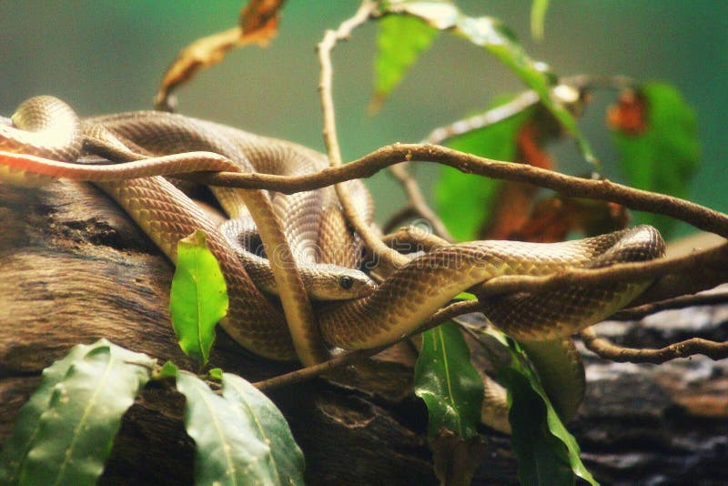 Snakes stock photo. Image of insect, express, green, love - 90570736