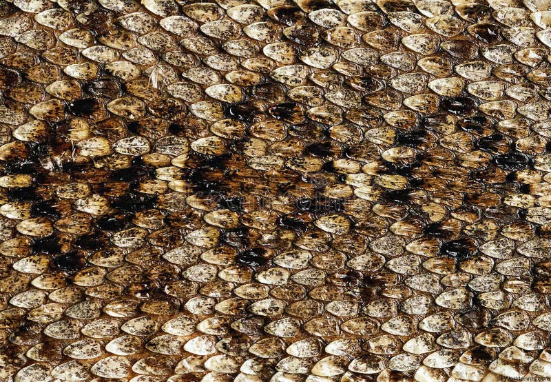 Snakeskin stock image. Image of fauna, biology, handbag - 8016369