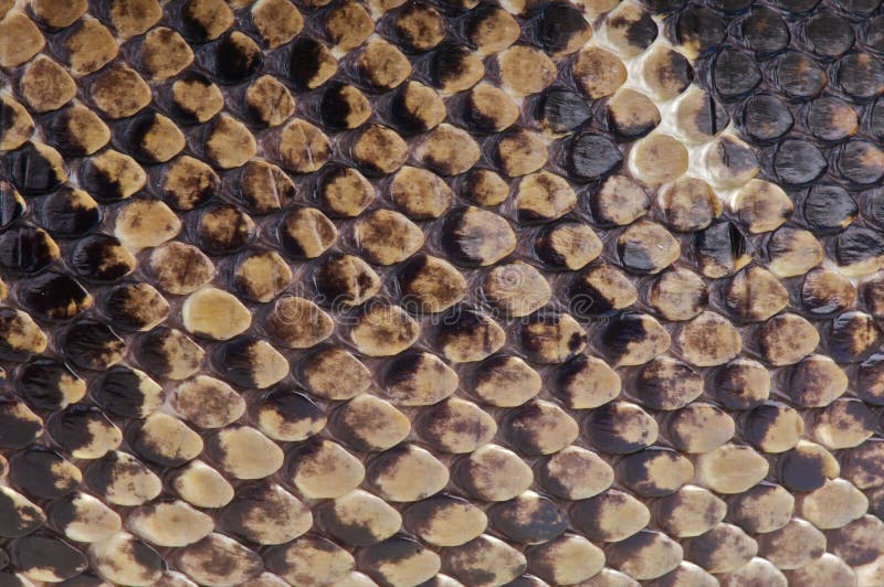 Snake skin stock image. Image of close, reptile, africa - 2138811