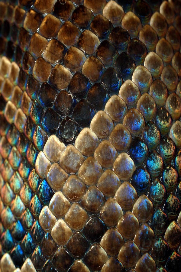 Reptile skin stock image. Image of saurian, background - 3685881