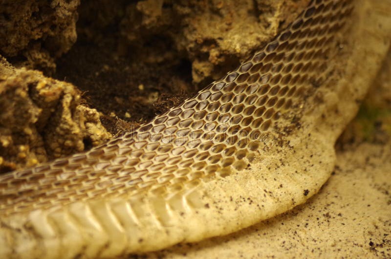 Snakeskin stock image. Image of snakeskin, reptiles, animals - 60325505