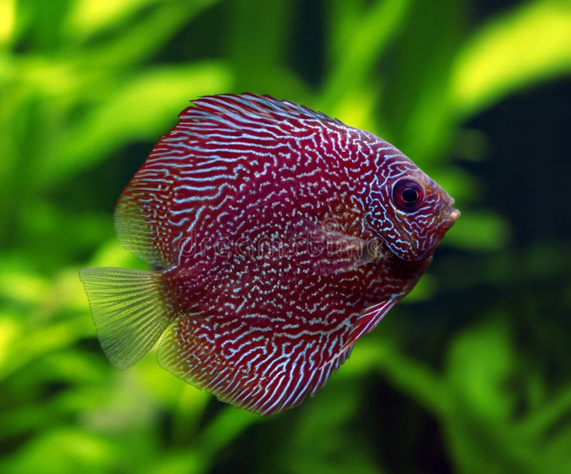 Snakeskin Discus Fish stock image. Image of tropical - 20401791
