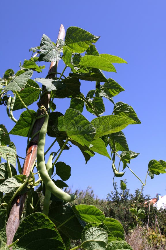 Snap Bean Vine stock image. Image of vine, vegetable - 10575453