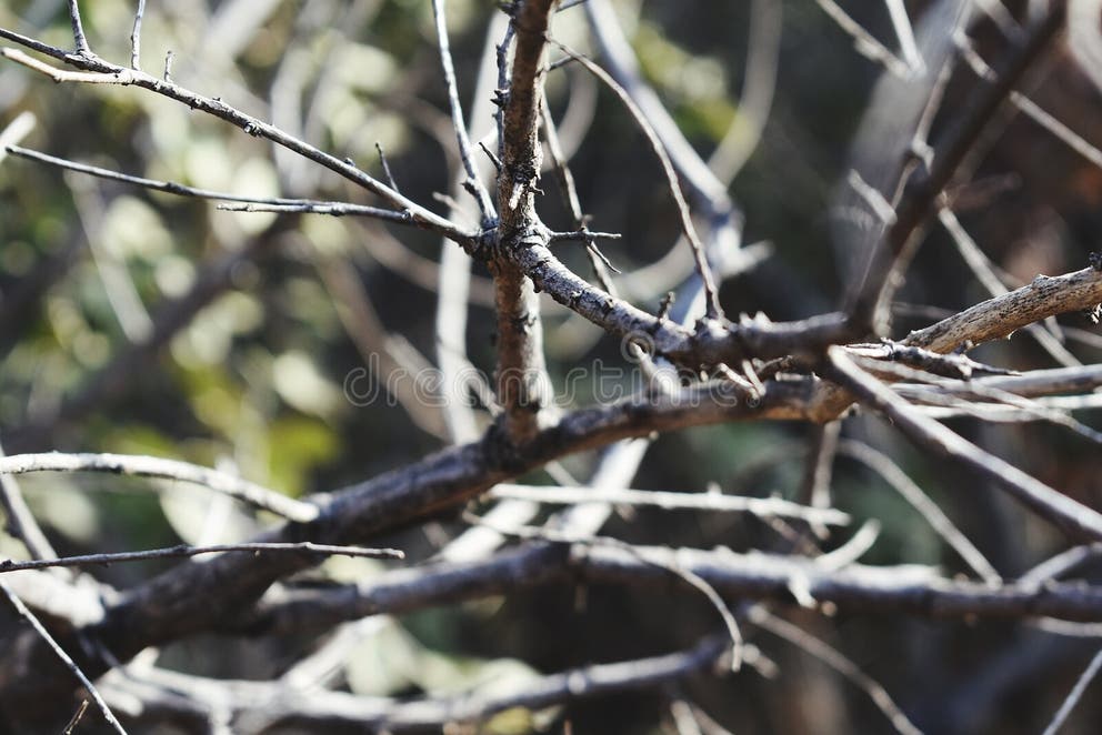 Snap of Broken wood stock image. Image of broken, obroken - 223927919
