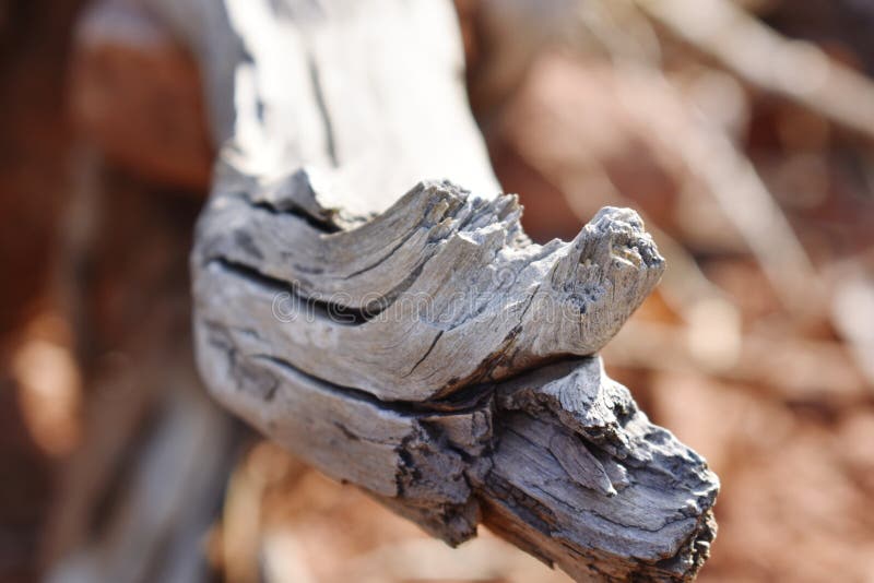 Snap of Broken wood stock photo. Image of obroken, snap - 223927934