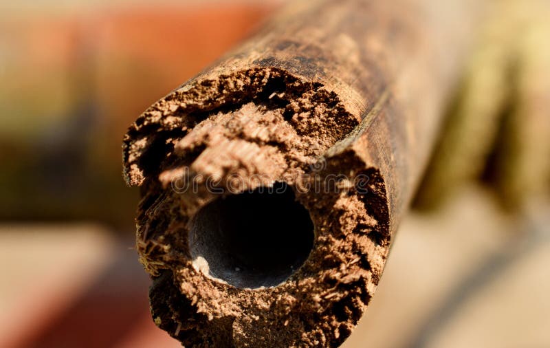 Snap of Broken wood stock image. Image of broken, snap - 223929235