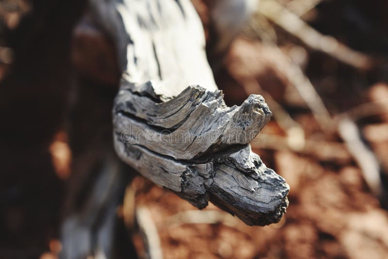 Snap of Broken wood stock photo. Image of broken, wood - 223929236