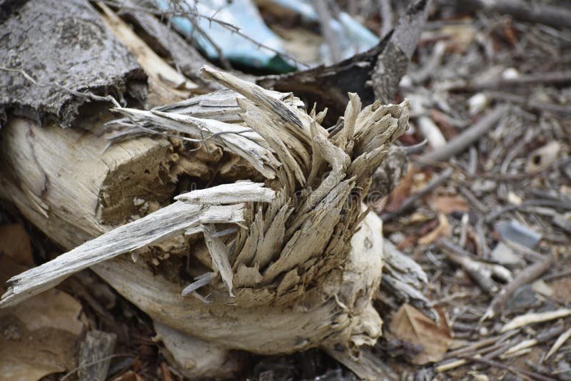 Snap of Broken wood stock image. Image of wood, snap - 223929241