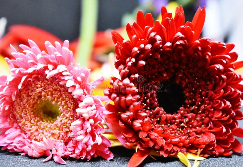 Snap of colourful flowers stock photo. Image of flowers - 223927468