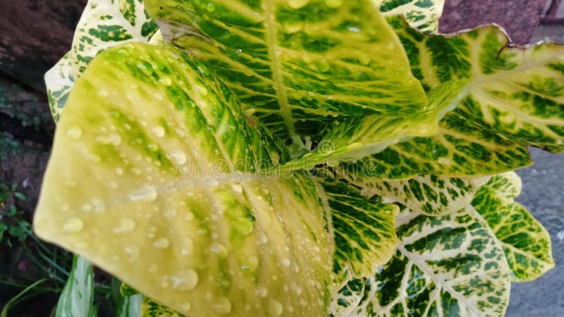 Snap of a Decorative Indoor Plant Stock Photo - Image of leaf, dish ...
