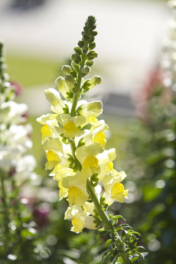 Snap Dragon stock image. Image of snapdragon, gardening - 14378211