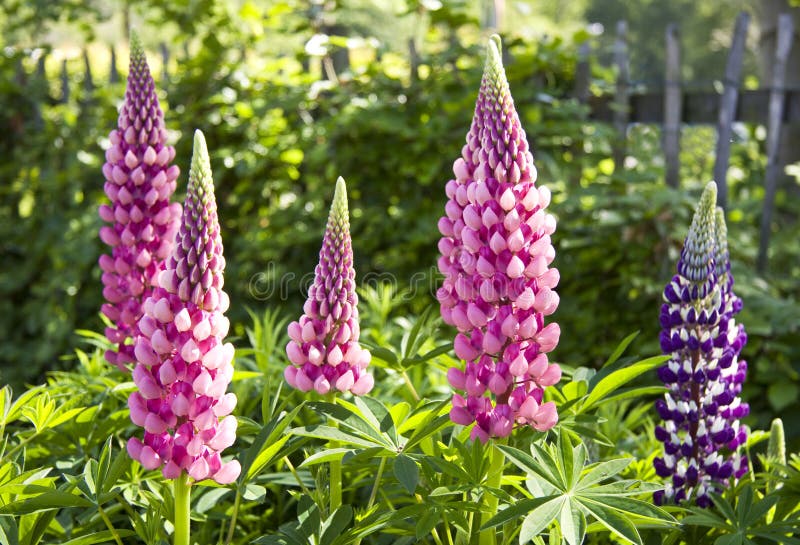 Snap dragon stock photo. Image of leaves, antirrhinum - 14570724