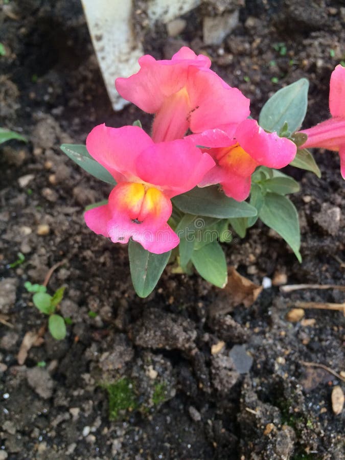 Snap Dragon stock image. Image of snap, close, flower - 54005401