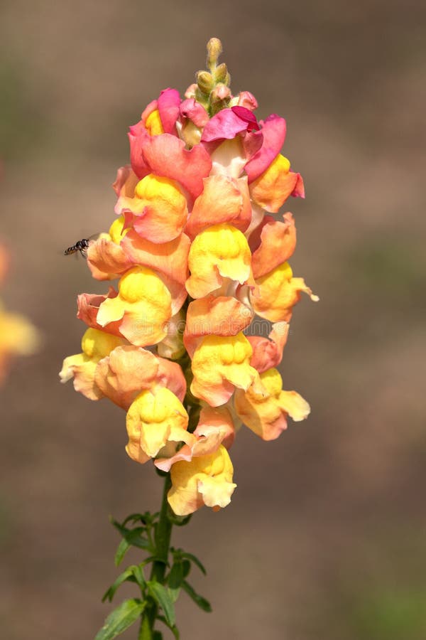 Snap dragon stock image. Image of snap, fresh, pink - 138246239