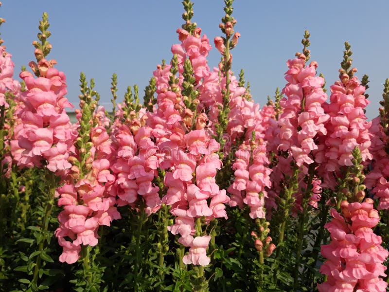 Snap dragon stock image. Image of snap, fresh, pink - 138246239