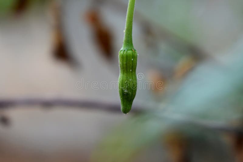 Snap of Flower bud stock image. Image of nature, yellow - 223942935