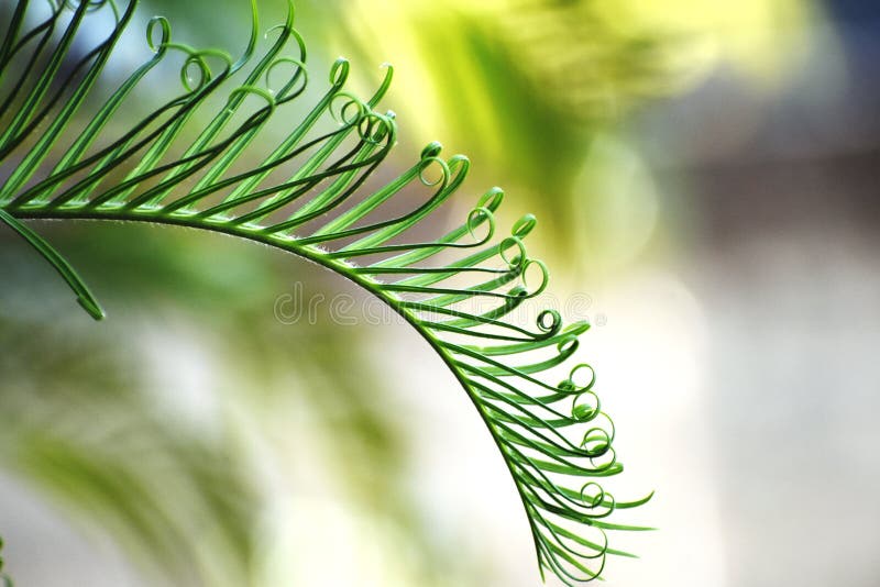 Snap of a fresh green leaf stock photo. Image of outdoor - 223928950
