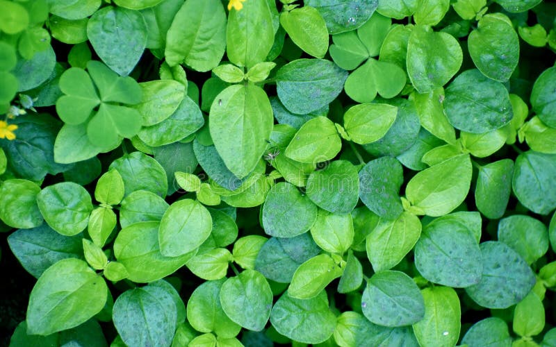 Snap of a Fresh Green Plant Stock Photo - Image of snap, vegetable ...