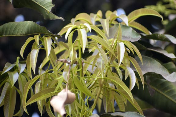 Snap of Fresh New Mango Leaves Stock Photo - Image of mango, snap ...