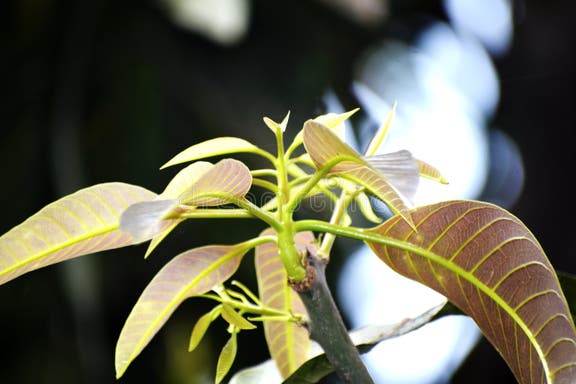Snap of Fresh New Mango Leaves Stock Photo - Image of snap, mango ...