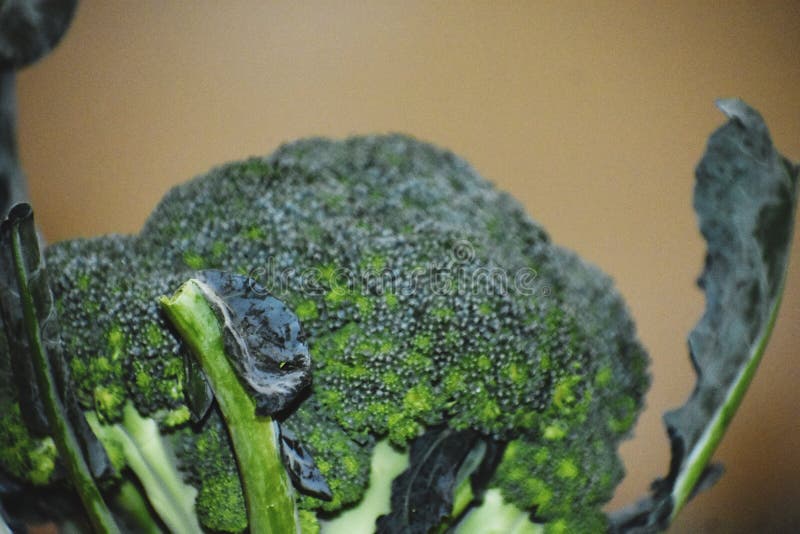 Snap of green broccoli stock image. Image of broccoli - 223928121