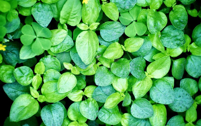 Snap of green fresh herbs stock photo. Image of soil - 223921920