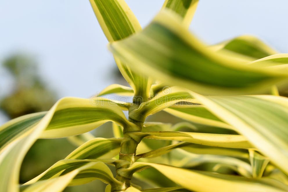 Snap of a green plant stock image. Image of green, growing - 223930635