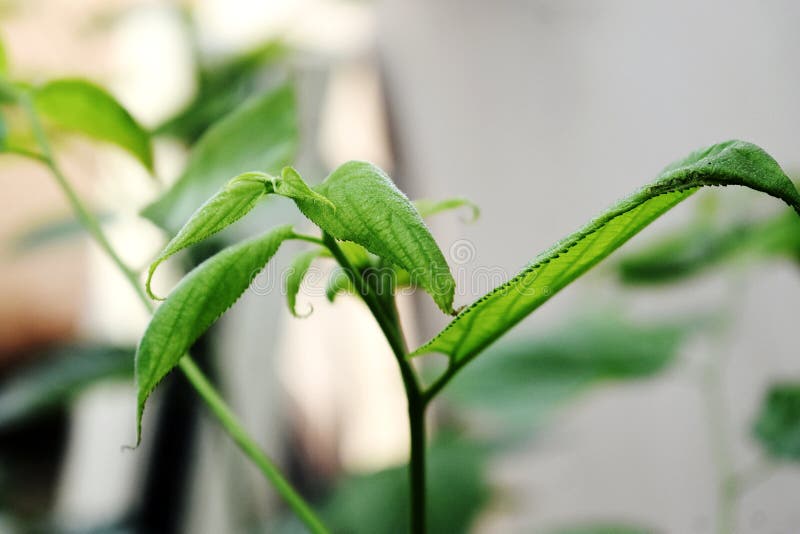 Snap of a green plant stock photo. Image of nature, green - 250103546